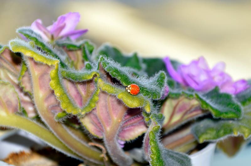 Ladybug on a Violet Flower Leaf. Macro Stock Image - Image of close ...