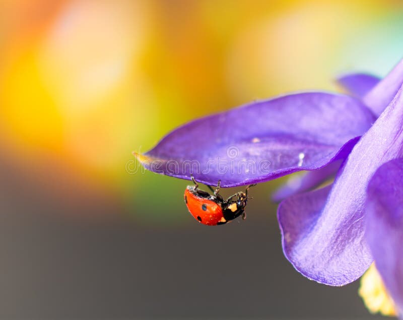Violet flower of Viola stock image. Image of blooming - 111686845