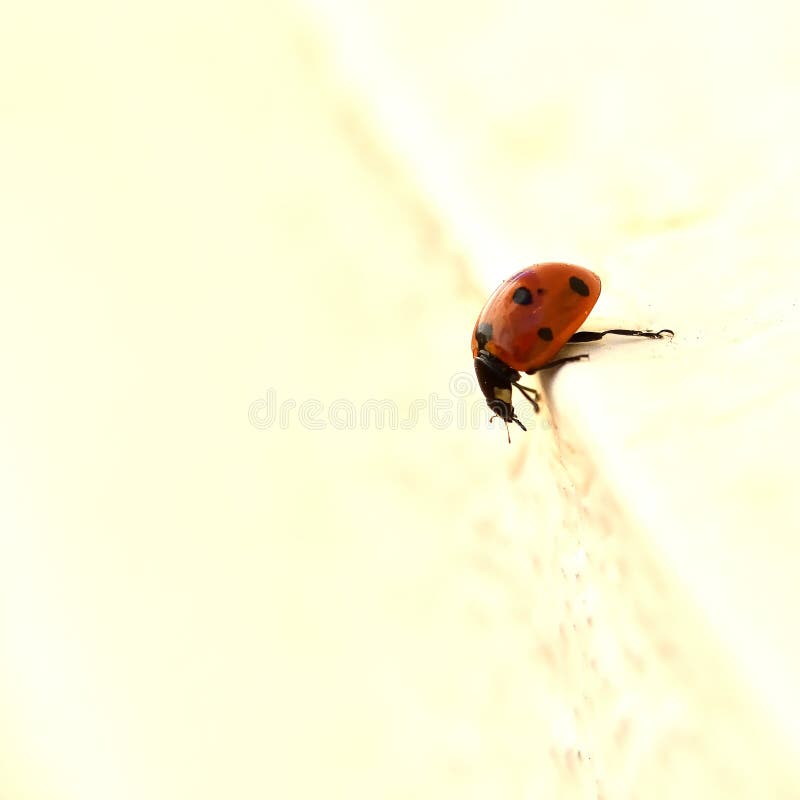 Ladybug Walking Along the Edge of a Step Stock Image - Image of close ...