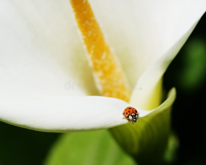 A Ladybug Walking on the Edge of a Calla Lily. Stock Image - Image of ...