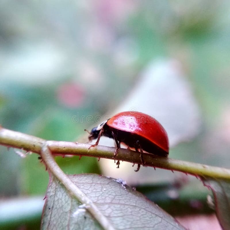Ladybug walking stock photo. Image of plant, insect - 129494424