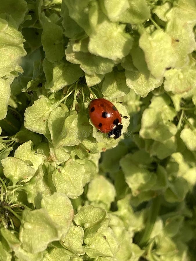 Ladybug Walking on a Green Leaf Stock Image - Image of light, ladybug ...