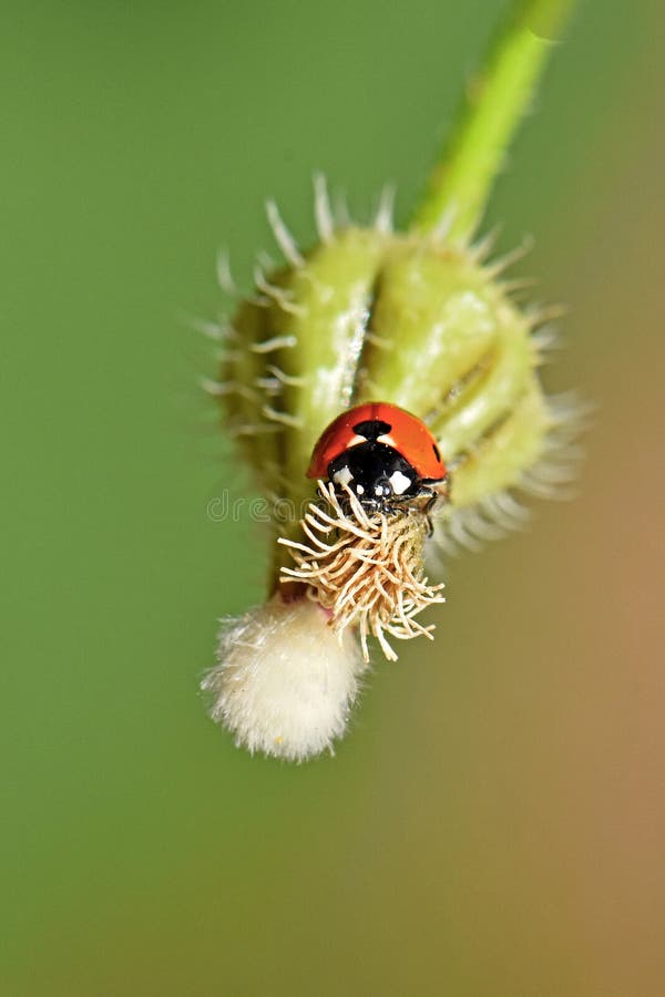Close-up of a Ladybug Red with Black Dots on a Plant Stock Photo ...