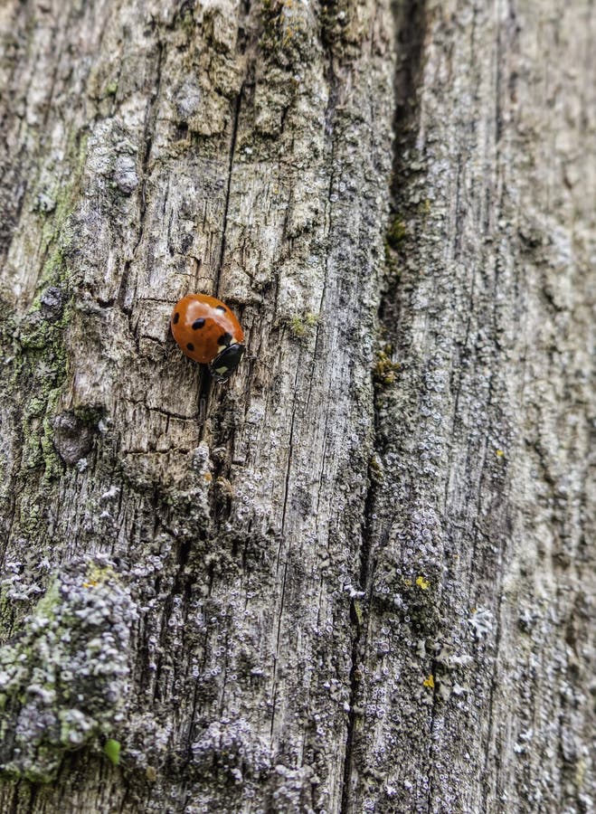 Ladybug stock photo. Image of field, ecology, cute, earth - 91789188