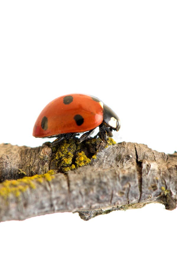 Ladybug Walking on Tree Branch. Red Insect with Black Dots on White ...