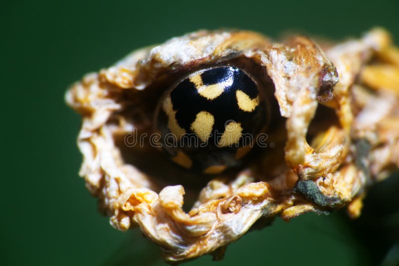 Ladybug was hiding a hole stock image. Image of hole - 145550267