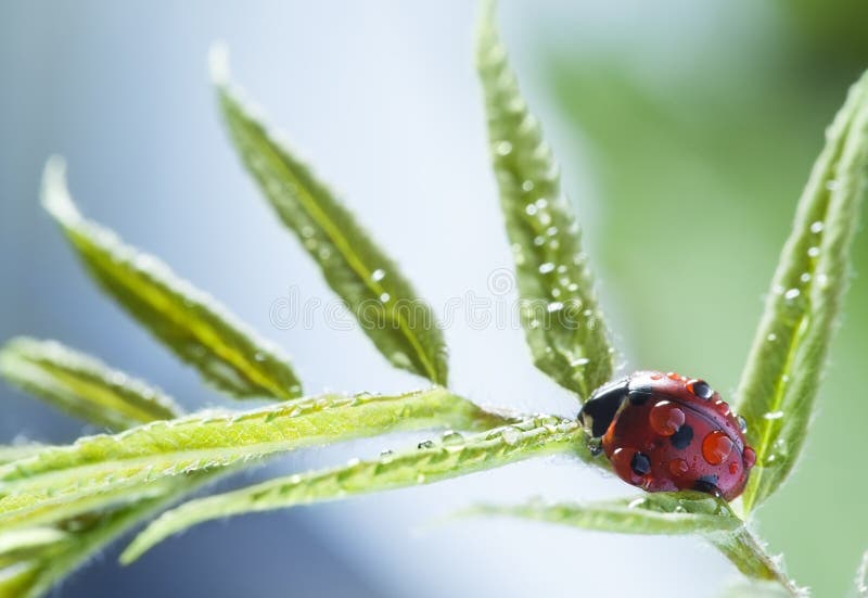 Ladybug with water drop stock image. Image of plant, sitting - 65780333