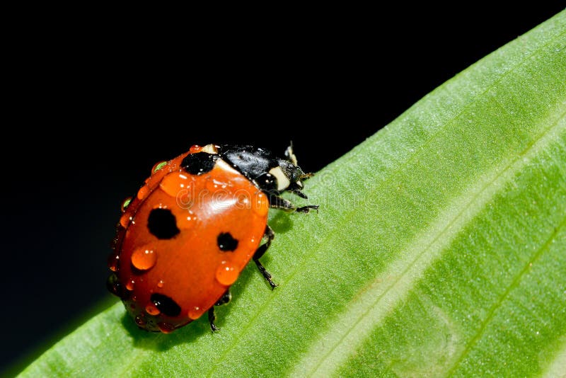 Ladybug with Water Drops Crawling Up a Leaf Stock Image - Image of ...