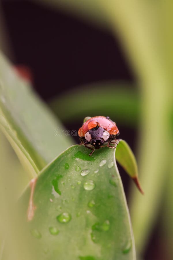 Ladybug with Water Drops Sitting on a Leaf Stock Photo - Image of drop ...