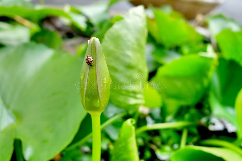 Ladybug and water lily stock image. Image of lilly, ladybug - 70565187