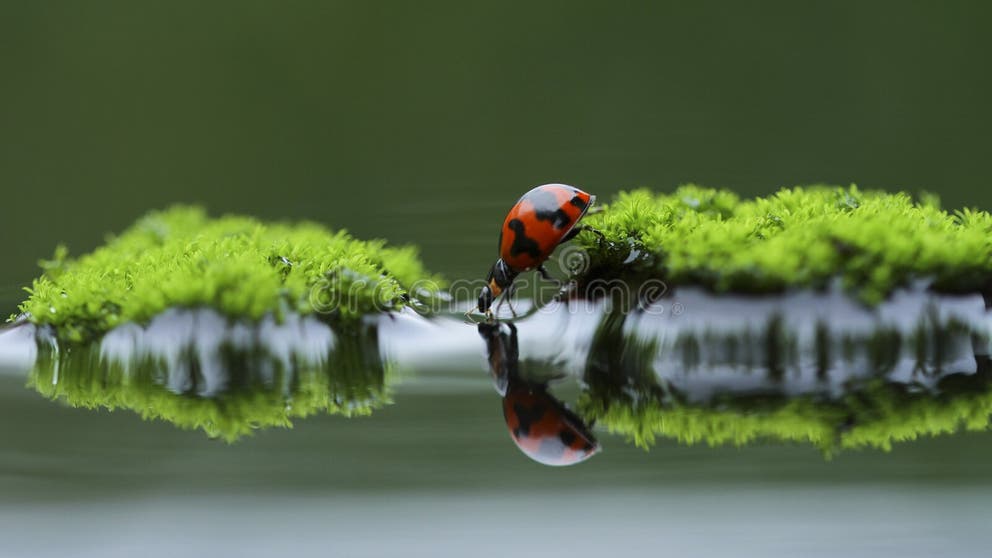 Ladybug on Water Reflection Stock Photo - Image of carrying, blossoming ...