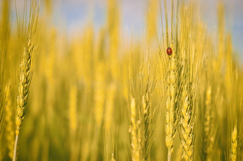 Ladybug on wheat field stock photo. Image of farm, green - 74645022
