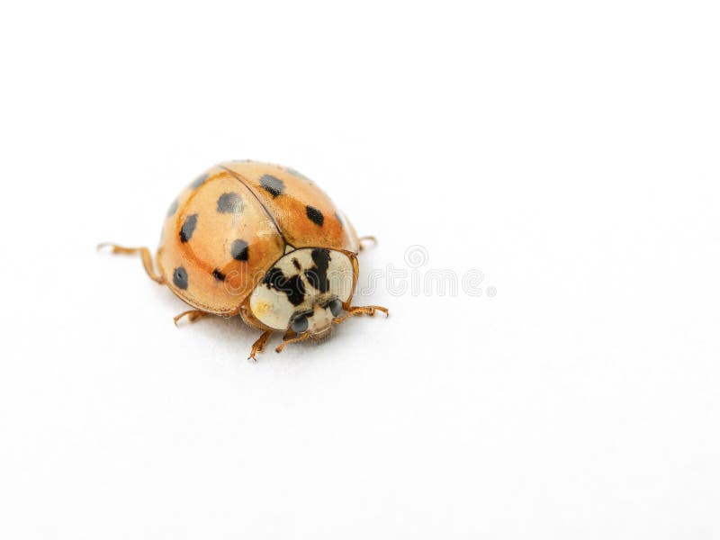 Ladybug on a White Background 2020 Stock Photo - Image of summer ...