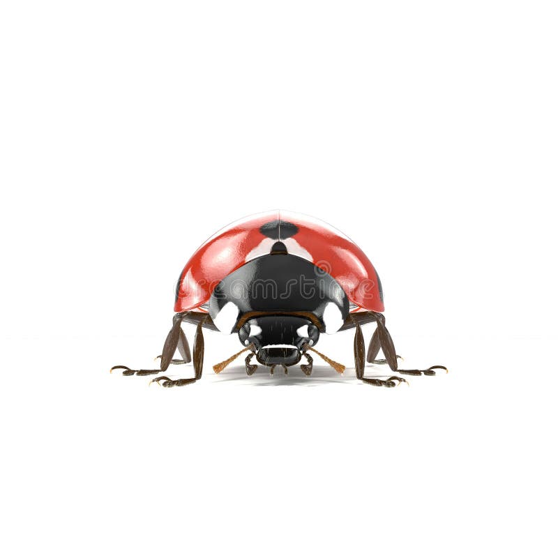 Front view of ladybug stock image. Image of insect, ladybug - 8466437