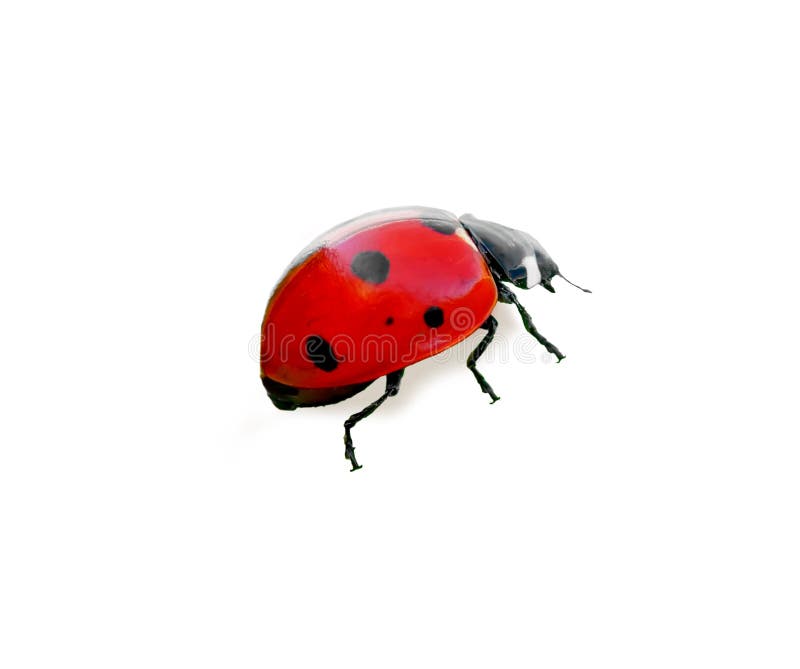 Ladybug On White Background Stock Image - Image of outdoor, glossy ...