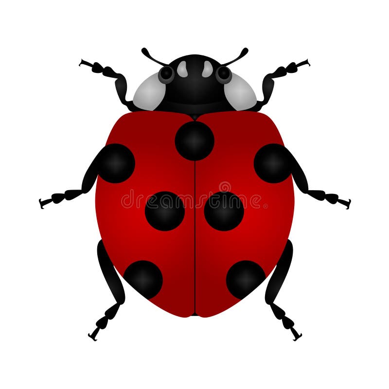 Ladybug in on White Background Stock Vector - Illustration of insect ...