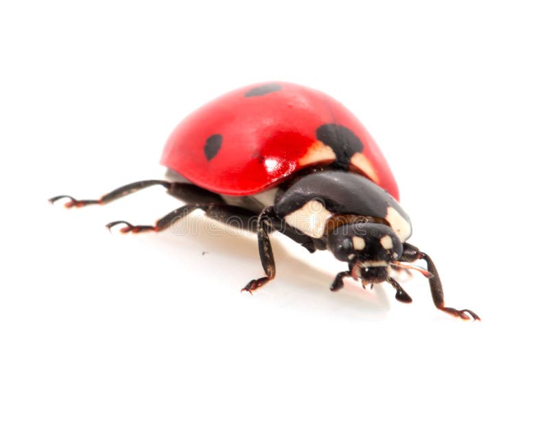 Ladybug White Background Stock Photos - Download 7,808 Royalty Free Photos