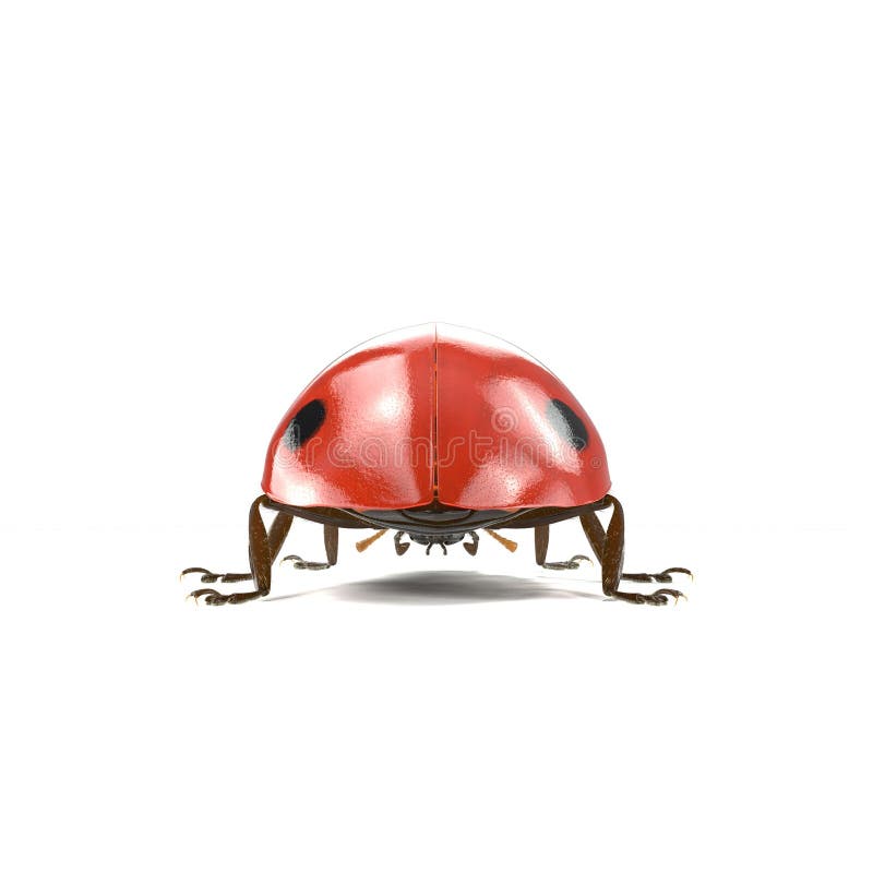 Ladybug on White. Rear View. 3D Illustration Stock Illustration ...