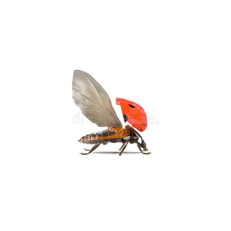 Red Ladybug Side View Watercolor Stock Illustration - Illustration of ...