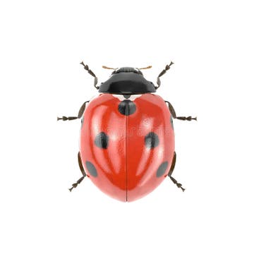 Ladybug Top View Isolated Stock Illustrations – 193 Ladybug Top View ...