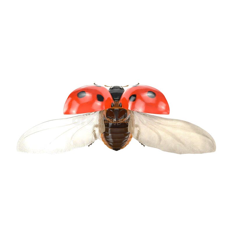 Ladybug Top View Isolated Stock Illustrations – 198 Ladybug Top View ...