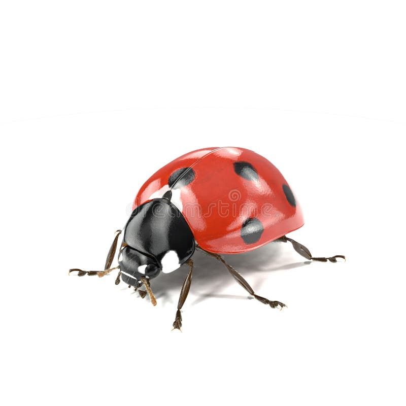 Ladybug on White. Side View. 3D Illustration Stock Illustration ...