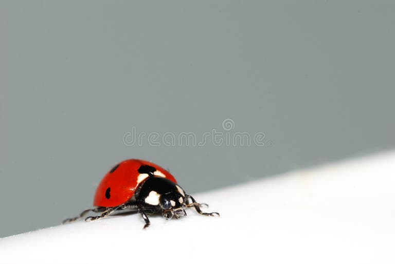 Ladybug on White Diagonal Left Stock Image - Image of black, ladybird ...