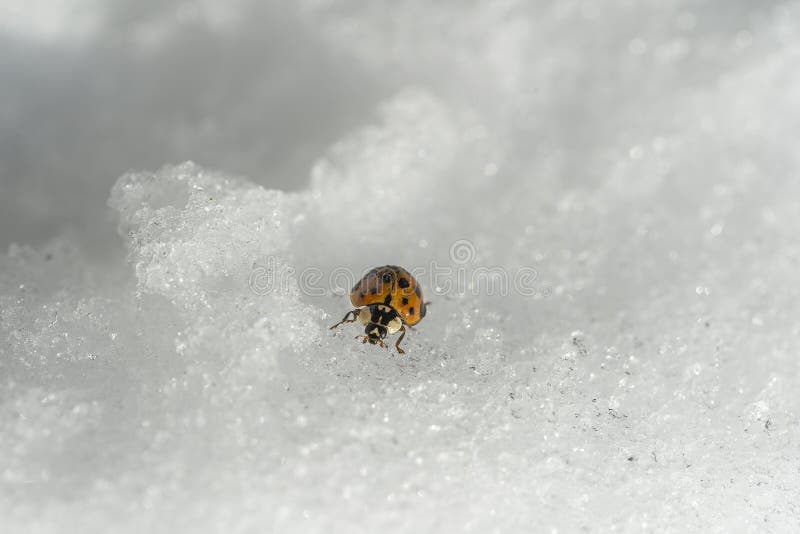 Ladybug on White Snow in Winter, Close Up Stock Photo - Image of ...
