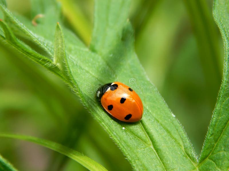 Ladybug in the Wild Close Up Stock Photo - Image of color, flora: 153778776