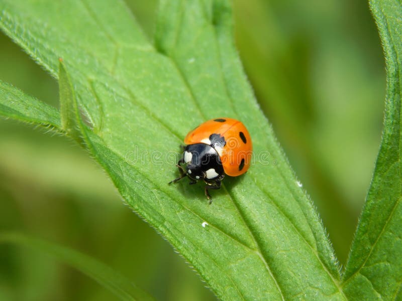 Ladybug in the Wild Close Up Stock Photo - Image of color, flower ...