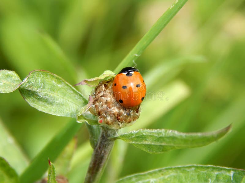 Ladybug in the Wild Close Up Stock Photo - Image of beetle, beautiful ...