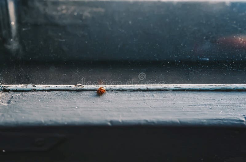 Ladybug on the Window Sill. Symbol of Good Luck Stock Photo - Image of ...
