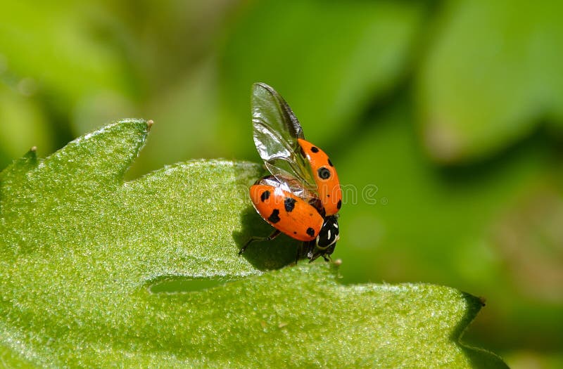 Ladybug with open wings stock photo. Image of seating - 93766254
