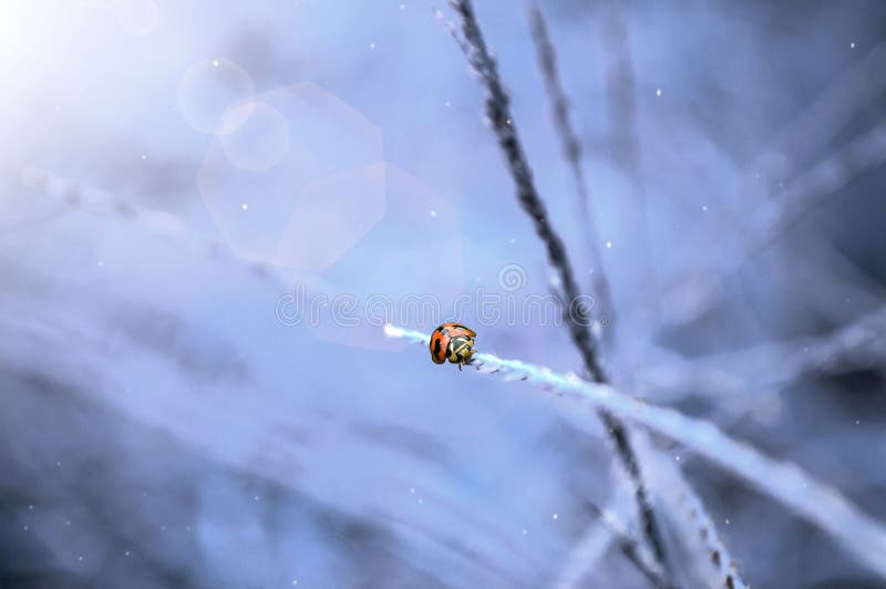 LadyBug in the Winter stock image. Image of macro, beautiful - 106450613