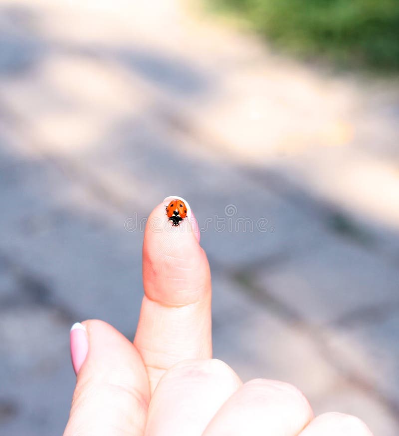 Ladybug on a Woman`s Finger. Cute Insects Stock Image - Image of ...
