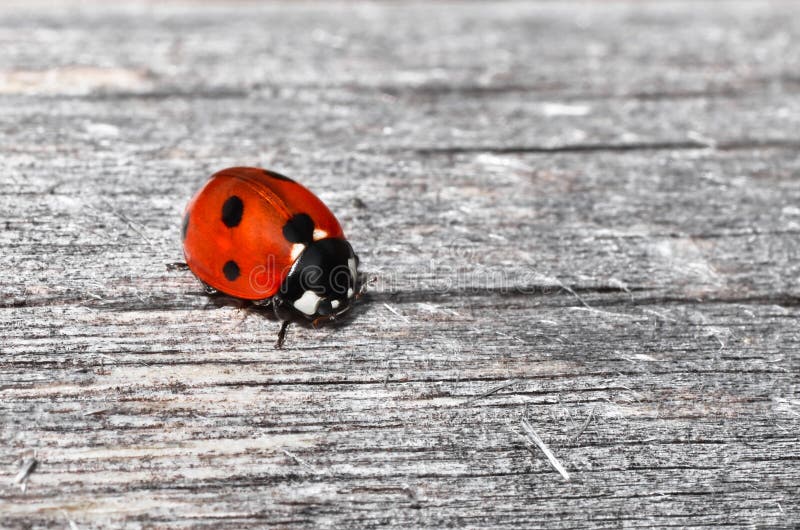 Ladybug on wood stock image. Image of wildlife, beetles - 64067625