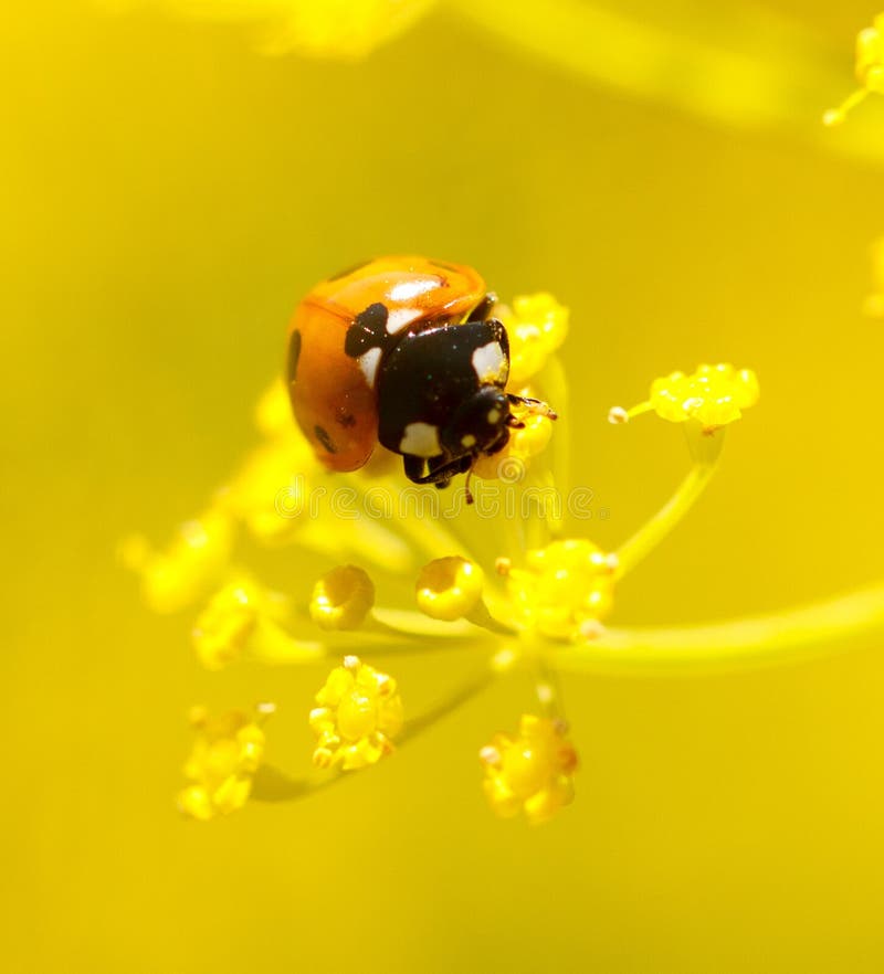 Ladybug on Yellow Dill Flowers. Macro Stock Photo - Image of white ...