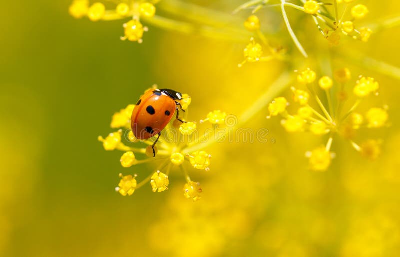 Ladybug on Yellow Dill Flowers. Macro Stock Image - Image of fresh ...