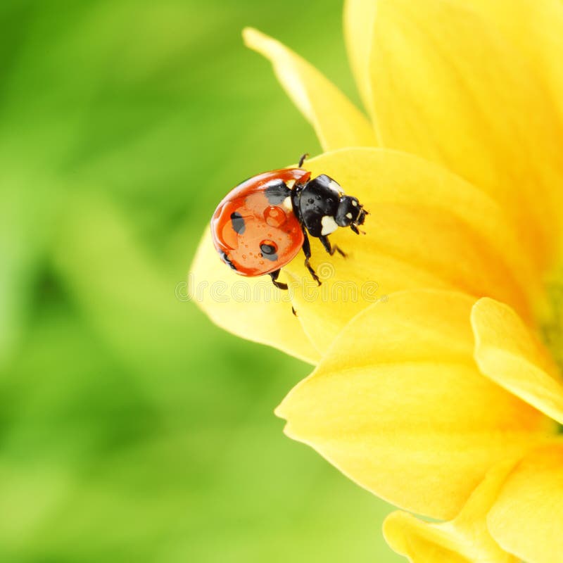 Ladybug on a flower stock image. Image of botany, background - 26803539