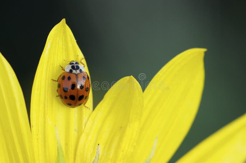 Ladybug and lacewing fly stock photo. Image of life - 190656608