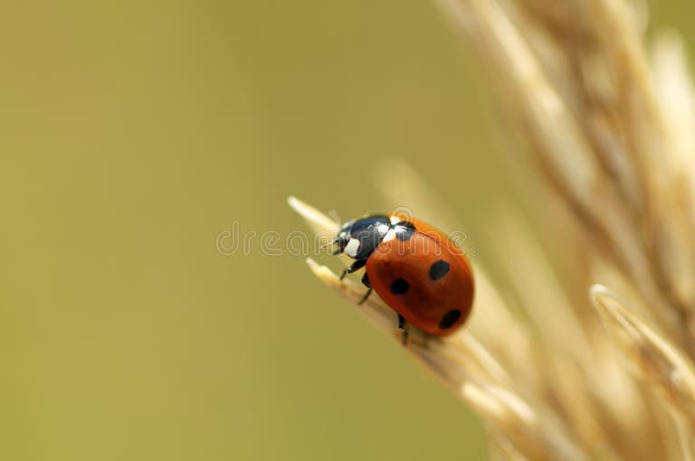 Ladybug on Yellow Grass in Fall Stock Image - Image of dragonfly ...