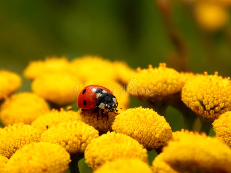 Ladybug on Yellow Meadow Flowers Stock Image - Image of beautiful ...