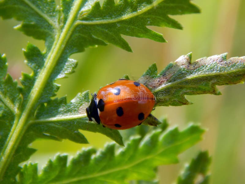 Ladybug on Yellow Meadow Flowers Stock Photo - Image of nature, green ...