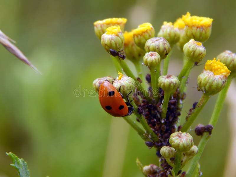 Ladybug on Yellow Meadow Flowers Stock Image - Image of ladybug, grass ...