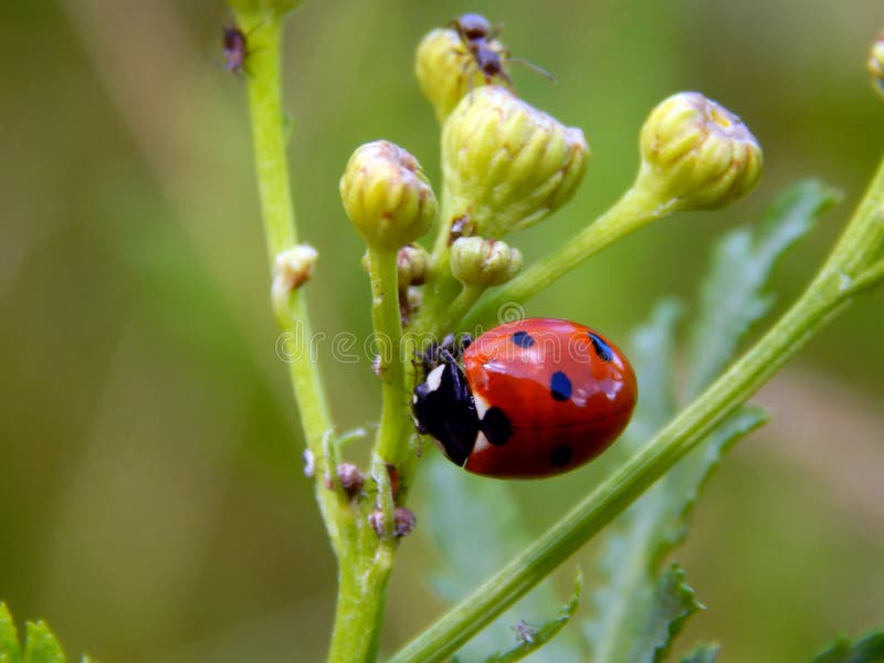 Ladybug on Yellow Meadow Flowers Stock Photo - Image of floral, blossom ...