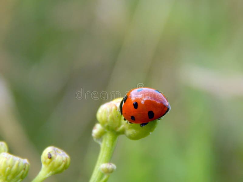 Ladybug on Yellow Meadow Flowers Stock Photo - Image of insect, natural ...