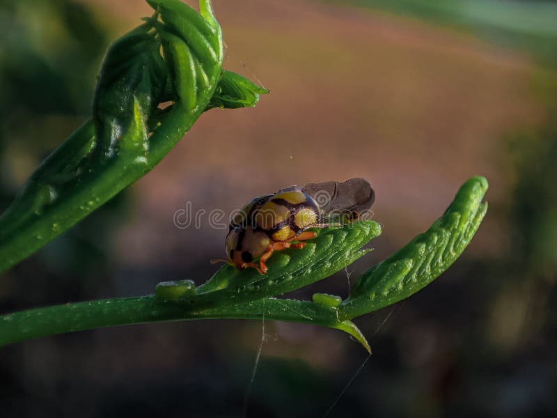 The Beauty of a Small Creature Stock Photo - Image of blurr, backround ...