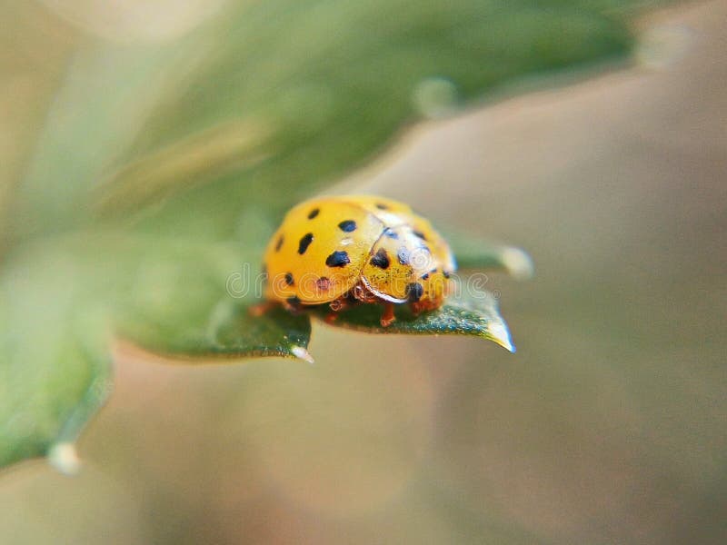 Ladybug stock photo. Image of tiny, ladybug, insect, nature - 82135632