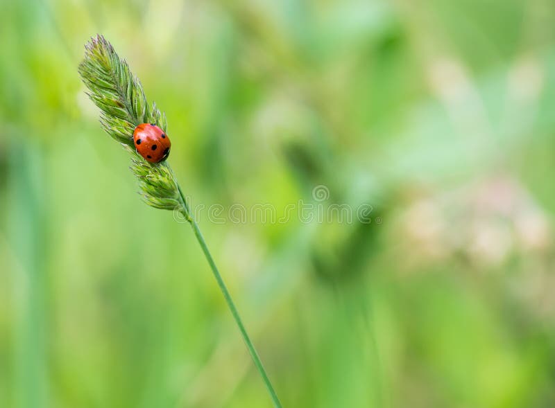 Ladybugon an ear stock image. Image of nature, green - 31576803
