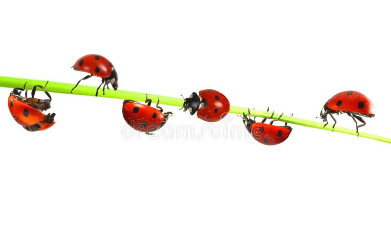 Two ladybugs stock image. Image of ladyfy, close, animal - 2313887